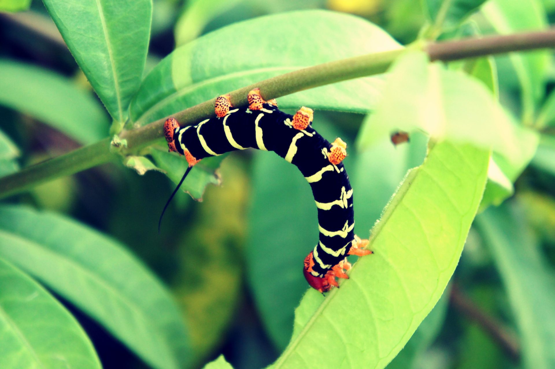 Le jour où j'ai rencontré une chenille rasta ! - Ti' Piment