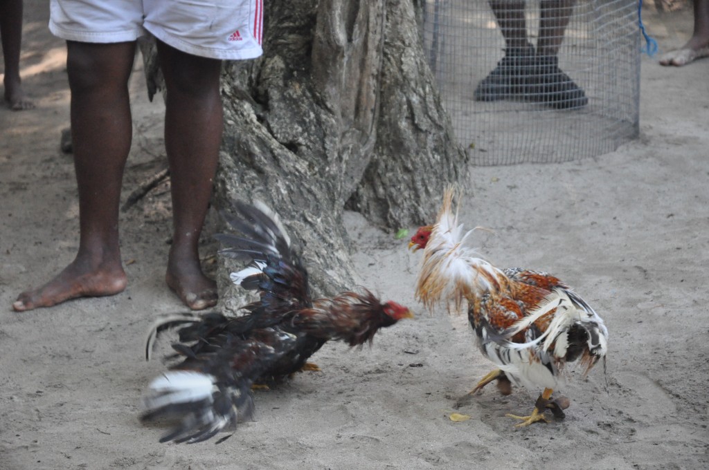 combat de coqs à l'îlet chevalier en Martinique - Ti' Piment