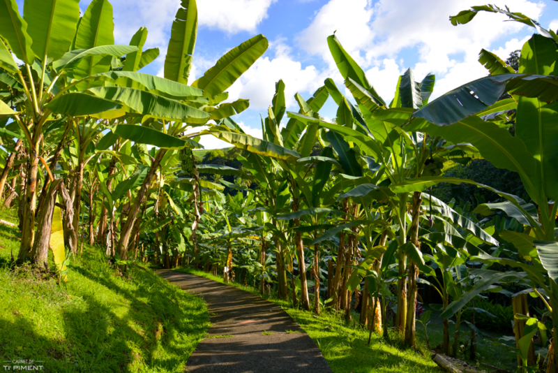 Explorer une bananeraie en Martinique (Musée de la Banane) - Ti' Piment