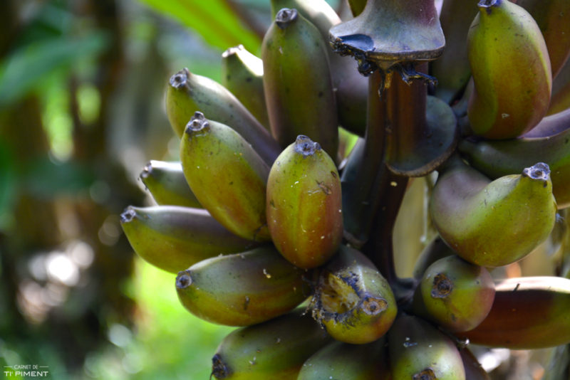 Explorer une bananeraie en Martinique (Musée de la Banane) - Ti' Piment