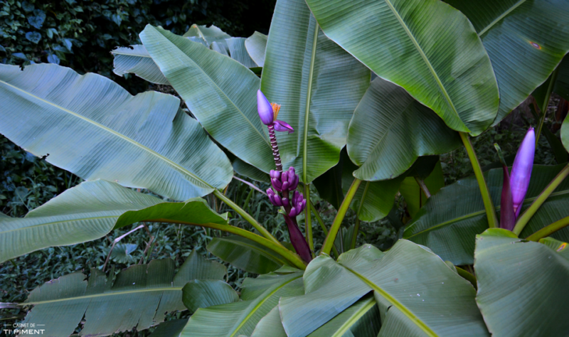 Explorer une bananeraie en Martinique (Musée de la Banane) - Ti' Piment